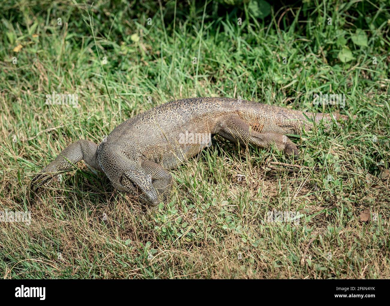 A Land Monitor Varanus Begalensis lizard in Udawalawe National Park on ...