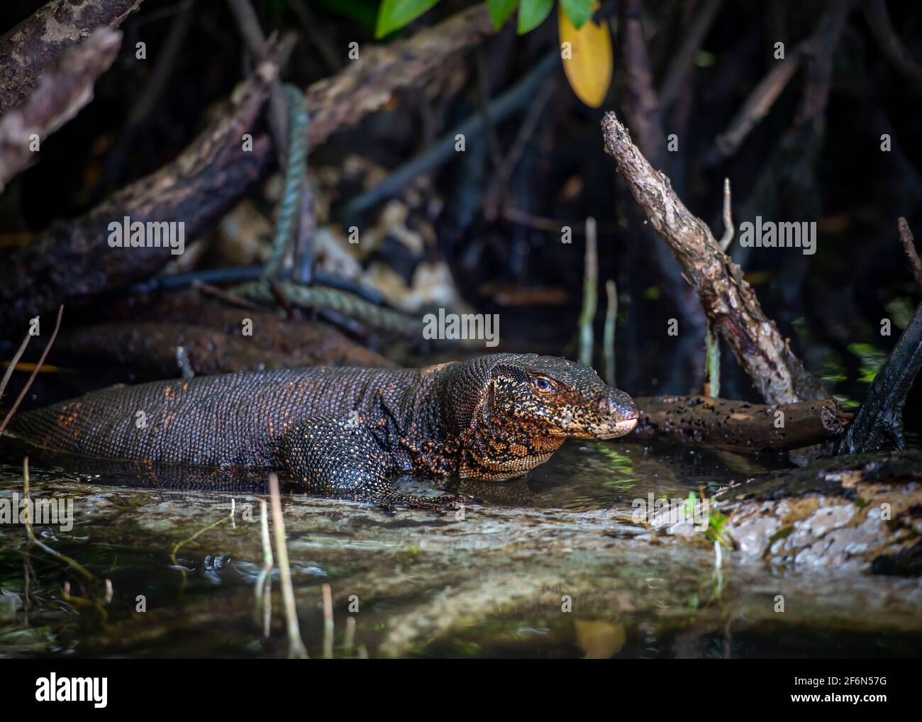 Water Monitor Lizard on the Bentota Ganga river in the jungle on the ...