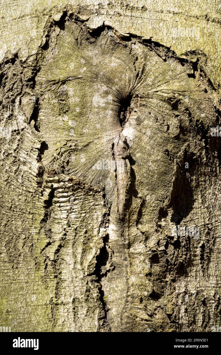 Tree bark knot hi-res stock photography and images - Alamy