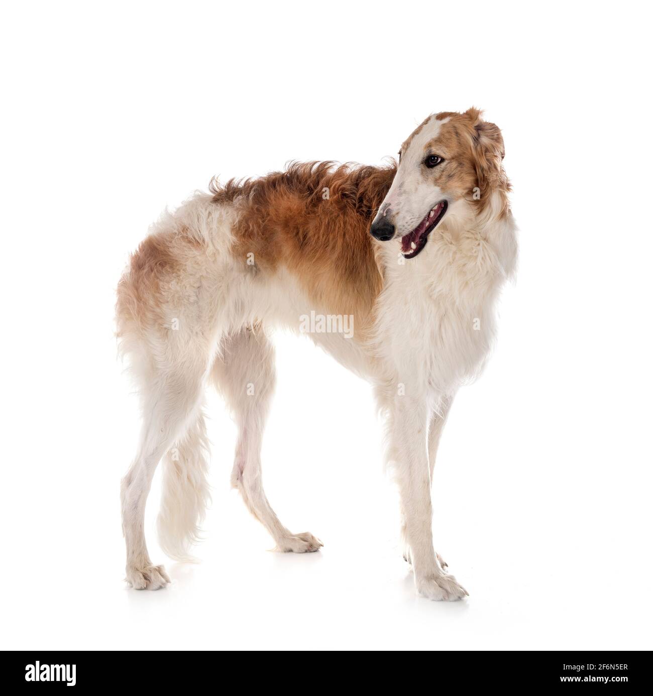 young borzoi in front of white background Stock Photo - Alamy