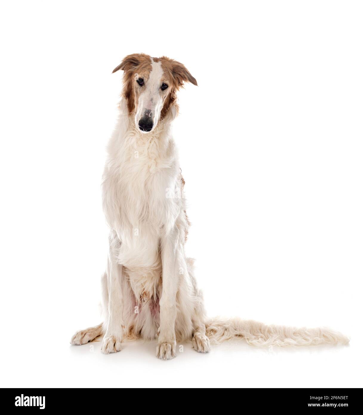 young borzoi in front of white background Stock Photo - Alamy