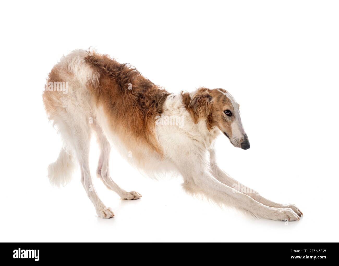 young borzoi in front of white background Stock Photo - Alamy