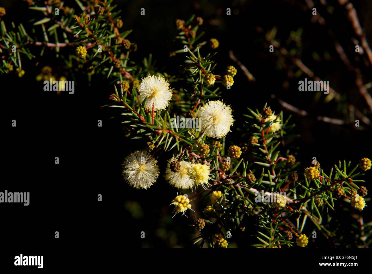 Juniper wattle hi-res stock photography and images - Alamy