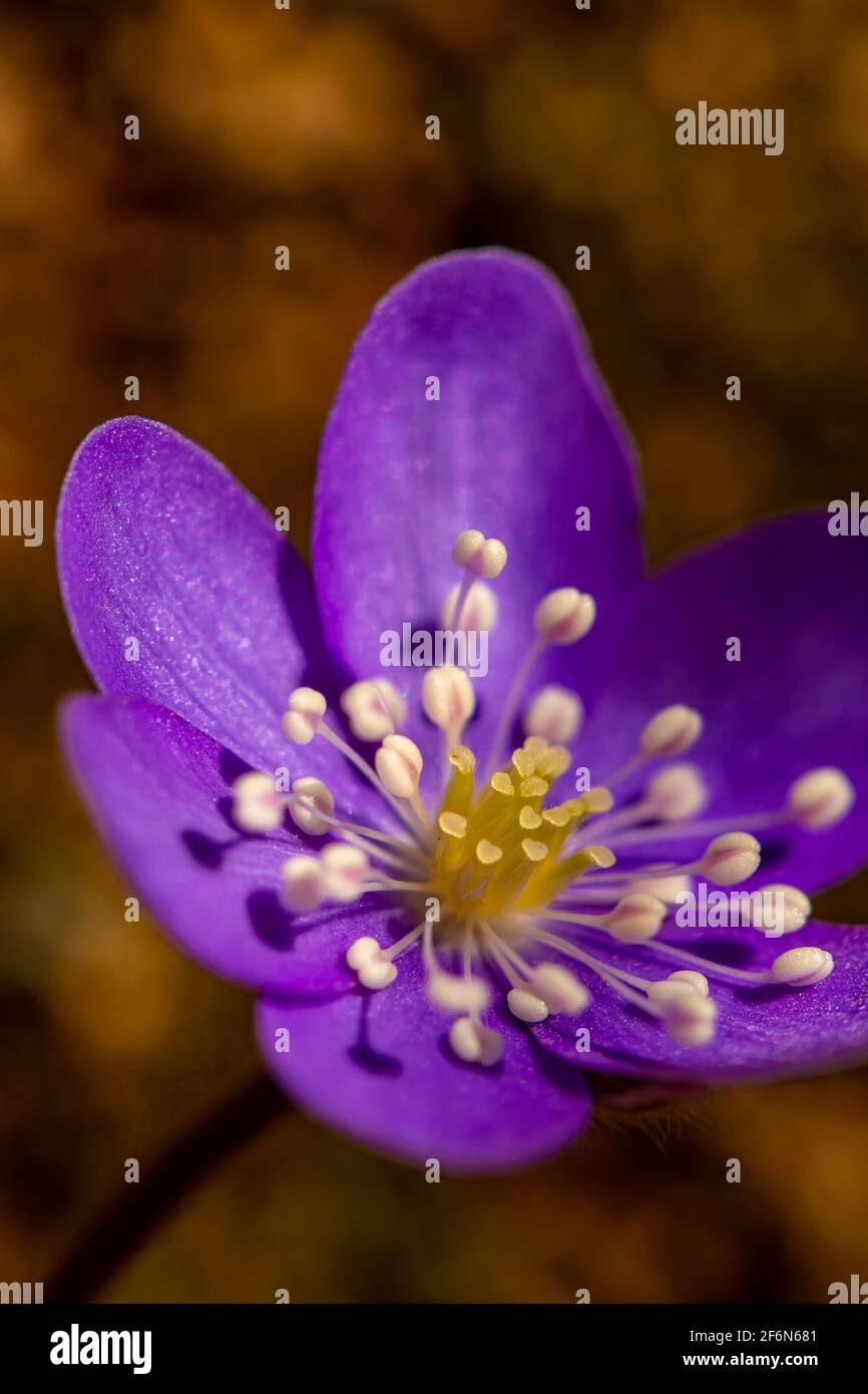 Hepatica flowers in the forest Stock Photo - Alamy