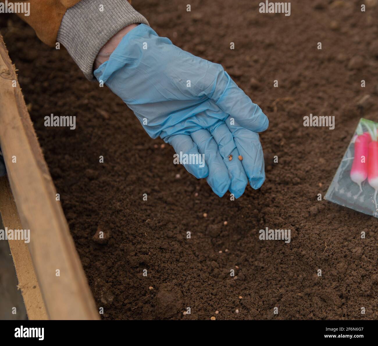 Pea plant roots hi-res stock photography and images - Alamy