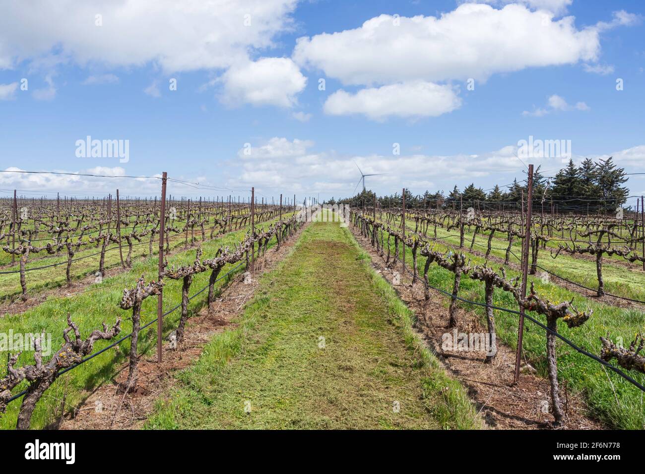 Vineyards with old vines with green grass and flowers between rows ...