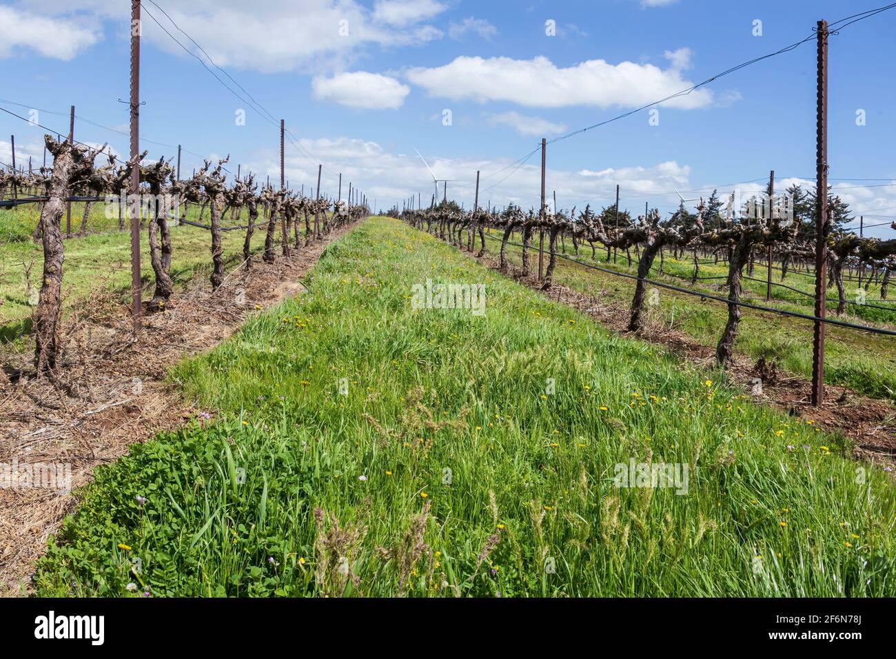 Flowering branch between green grass hi-res stock photography and ...