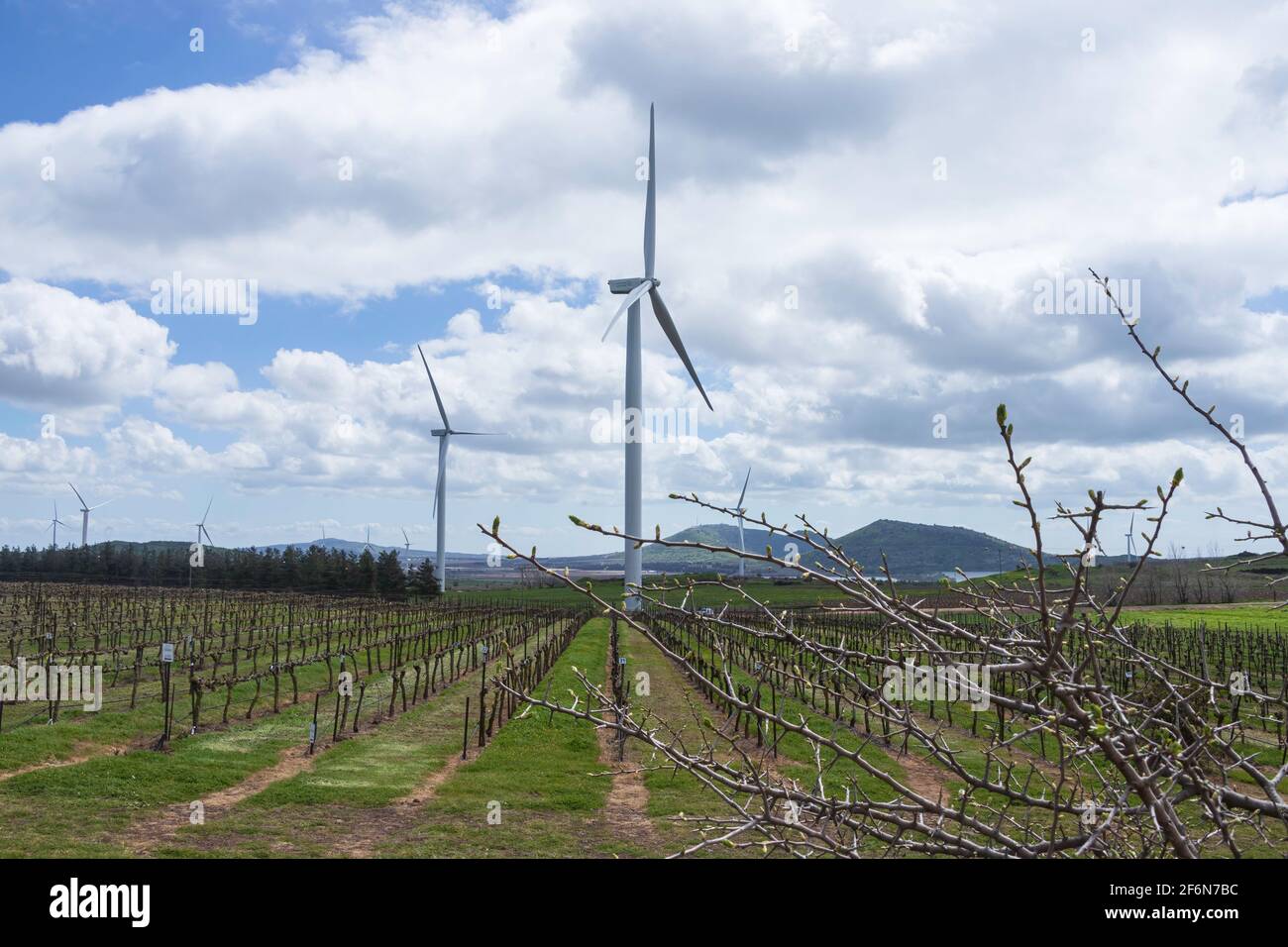 Vineyard with rows of vines and wind farms on horizon Stock Photo - Alamy
