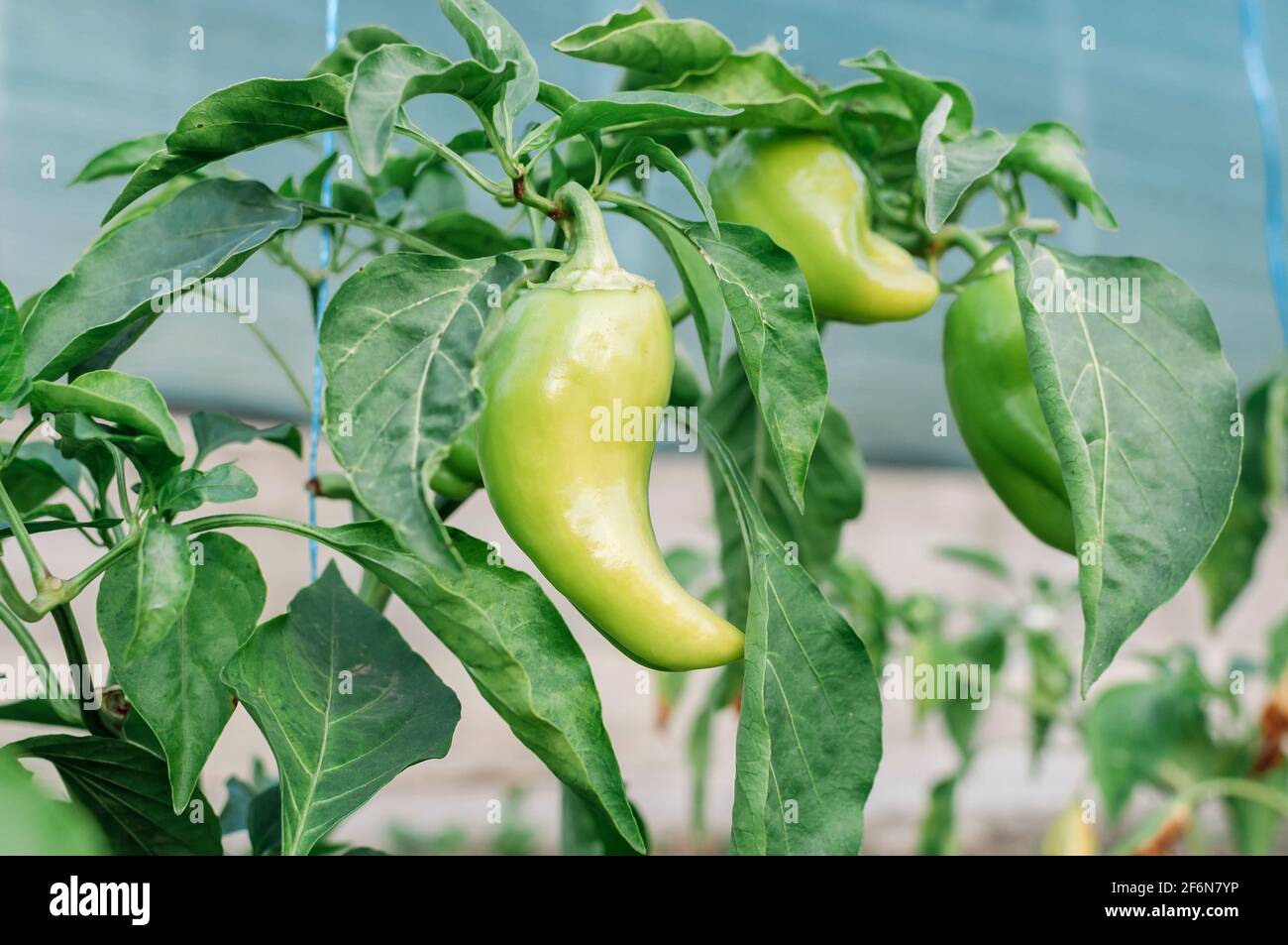 pepper plantations grow in the garden. Fresh juicy green peppers on the ...