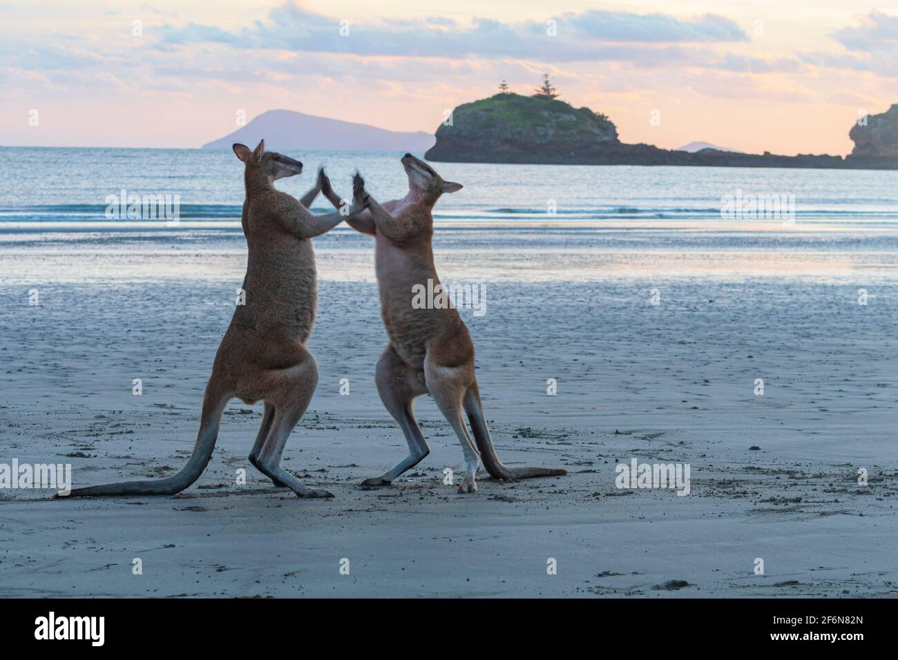 Beach aggressive fight fighting hi-res stock photography and images - Alamy