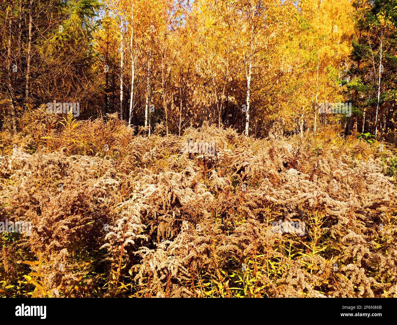 Faded plants hi-res stock photography and images - Alamy
