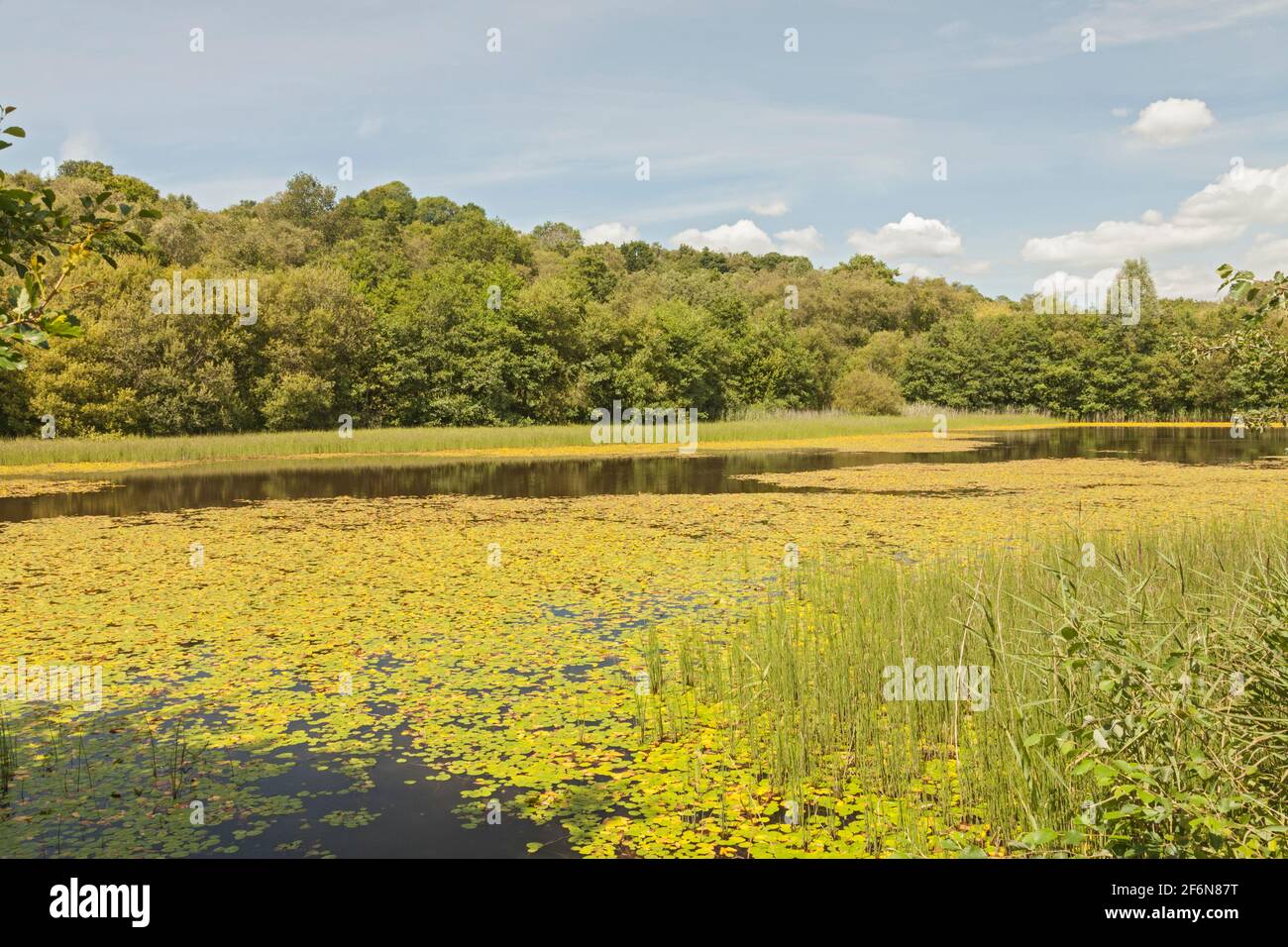 Lower Lake, Penllergare Valley Woods, Penllergaer, Swansea, South Wales ...