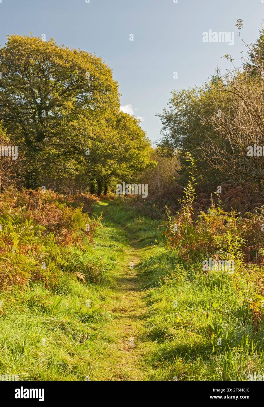 Penllergaer hi-res stock photography and images - Alamy