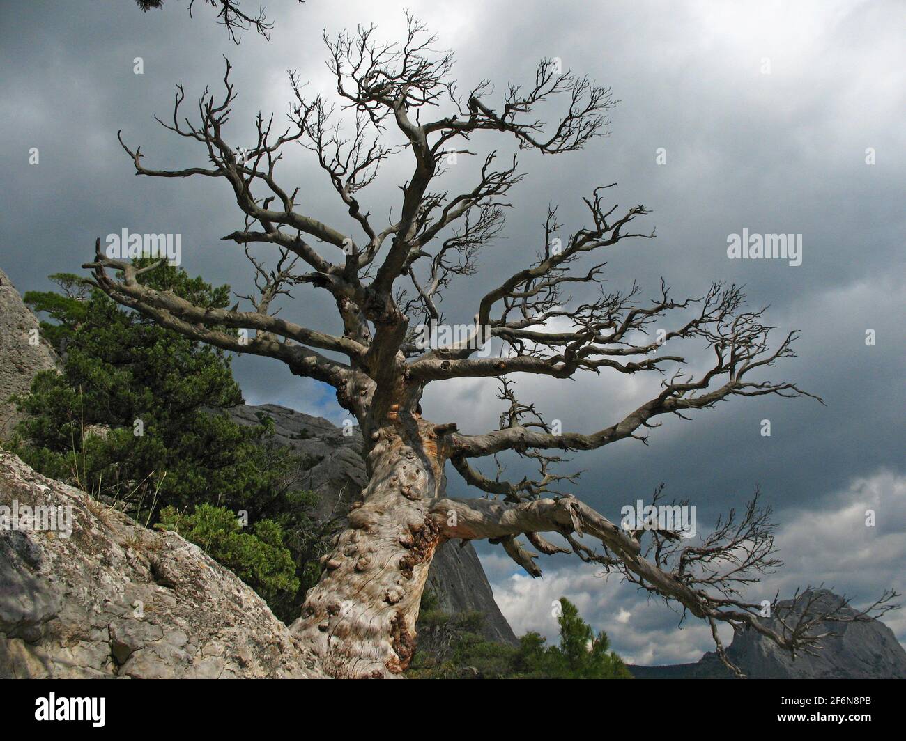 Southern coniferous tree with a spreading crown against the background ...