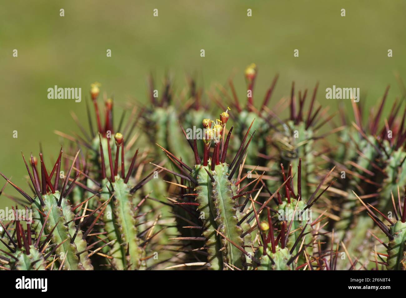 Succulent Shrub High Resolution Stock Photography and Images - Alamy
