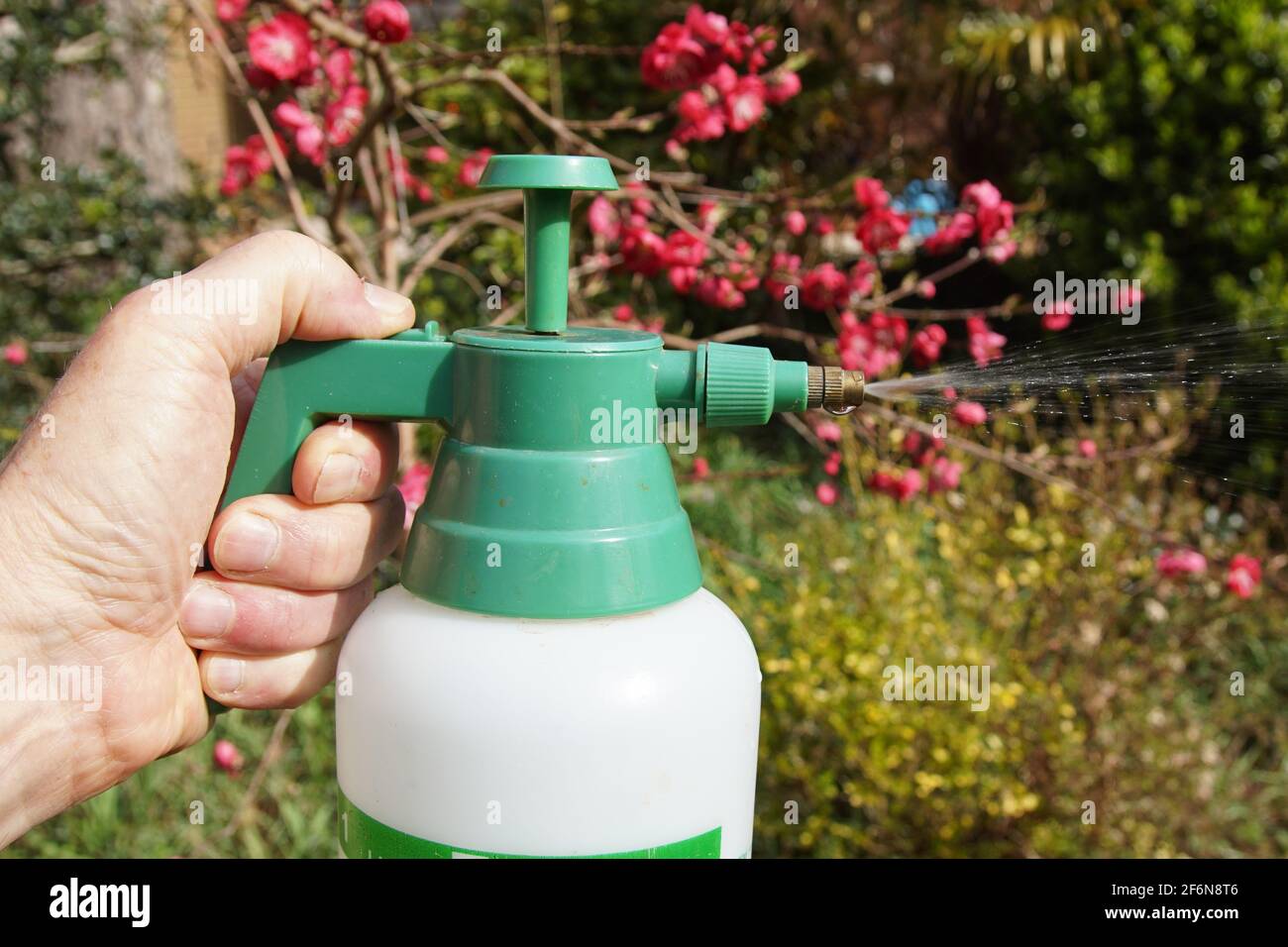 Detail of a green plant sprayer that sprays water in a faded garden ...