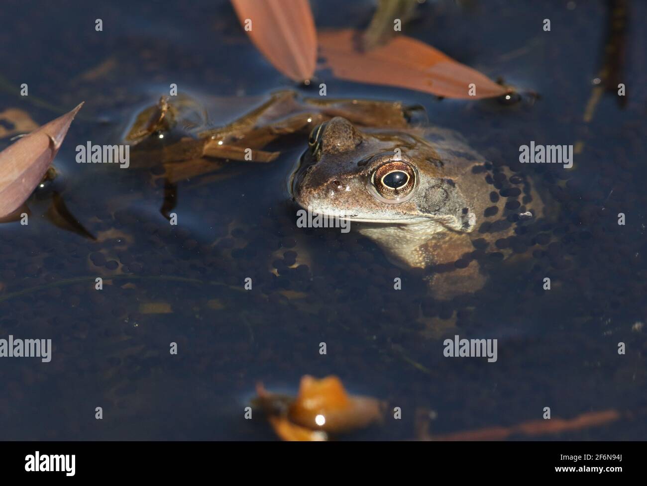 A Common Frog, Rana temporaria, just out of hibernation in spring in a ...