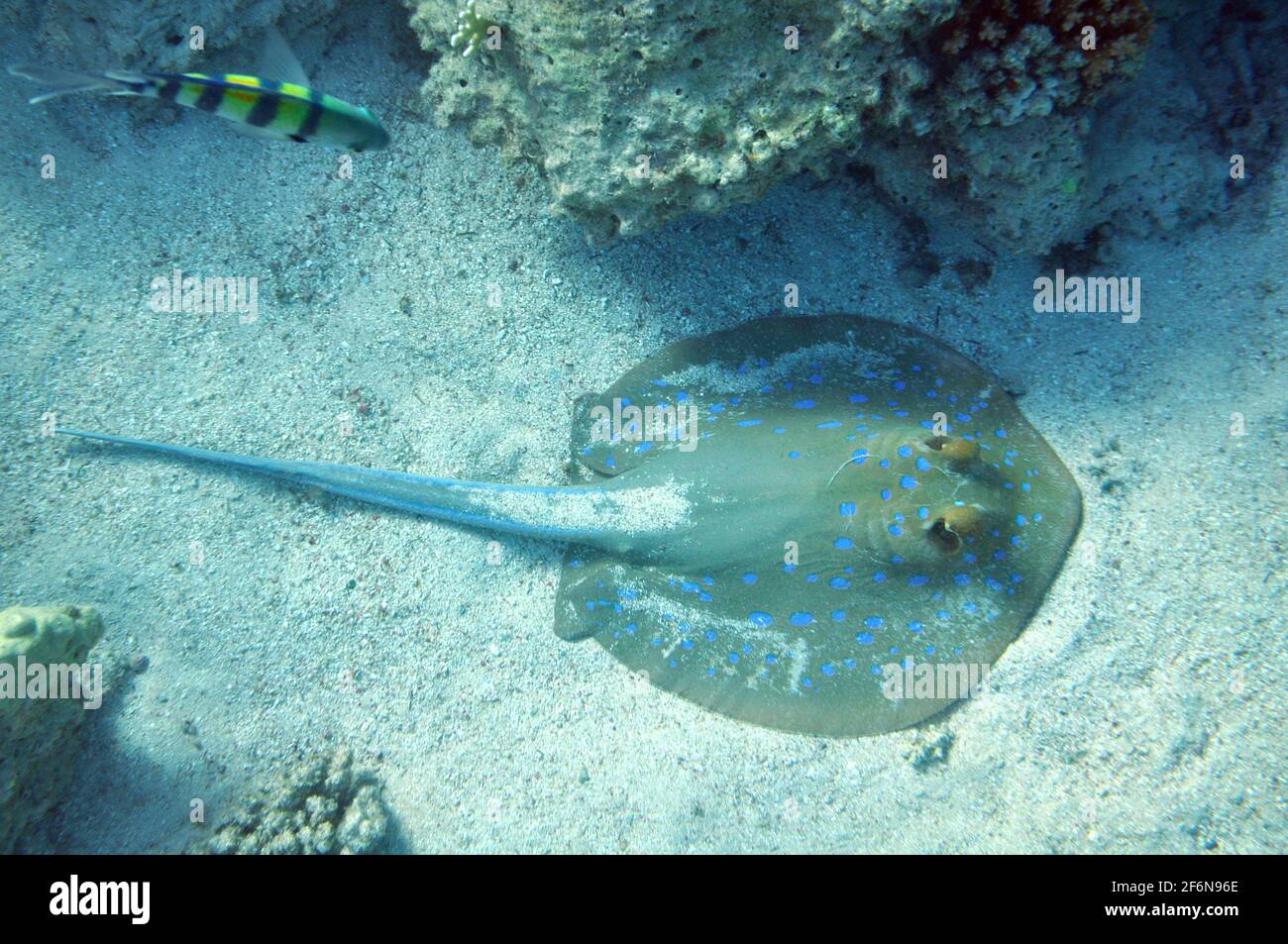 Blue-spotted stingray in Red sea, Marsa Mubarak, Egypt Stock Photo - Alamy