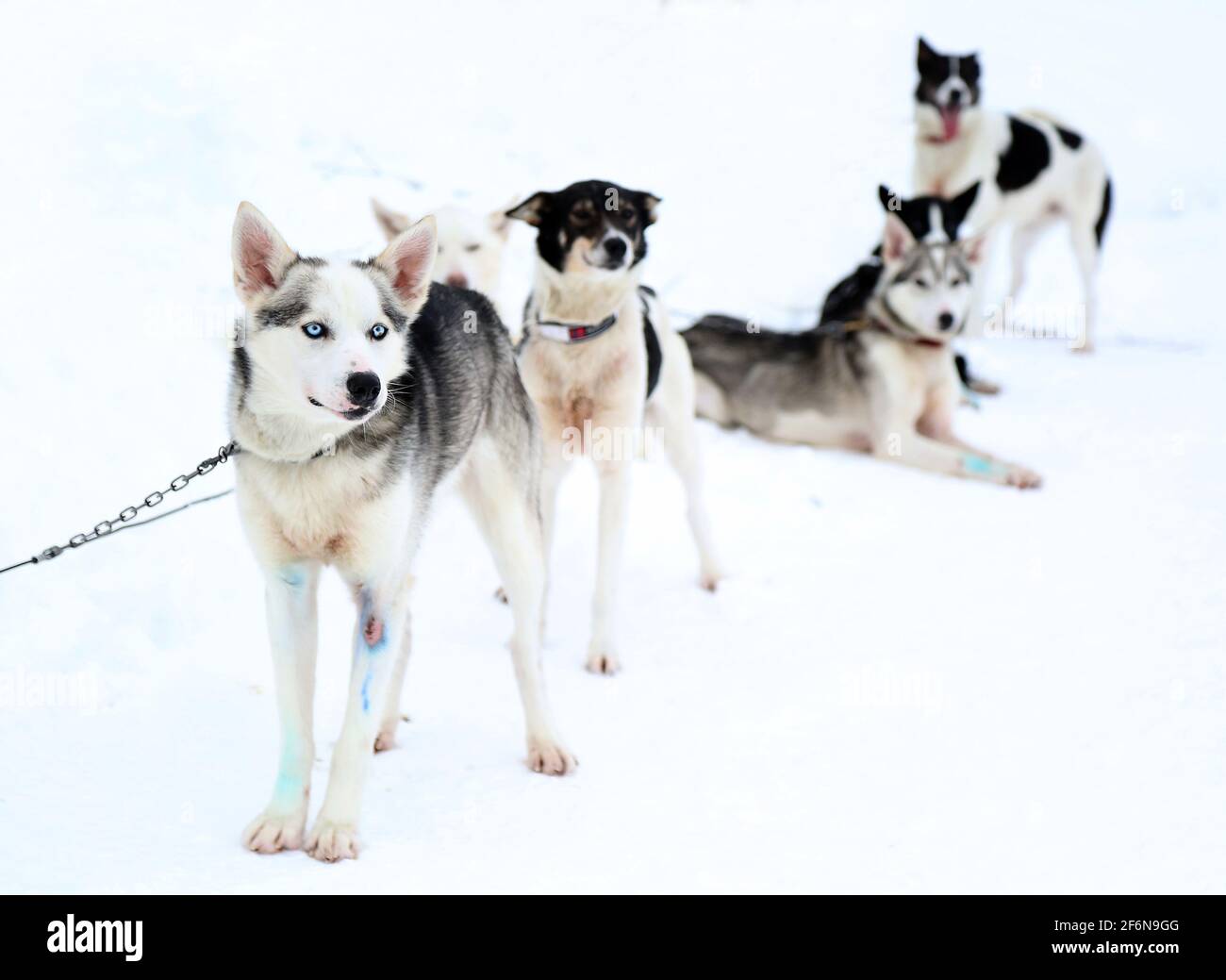 Snow falling on dog hi-res stock photography and images - Alamy