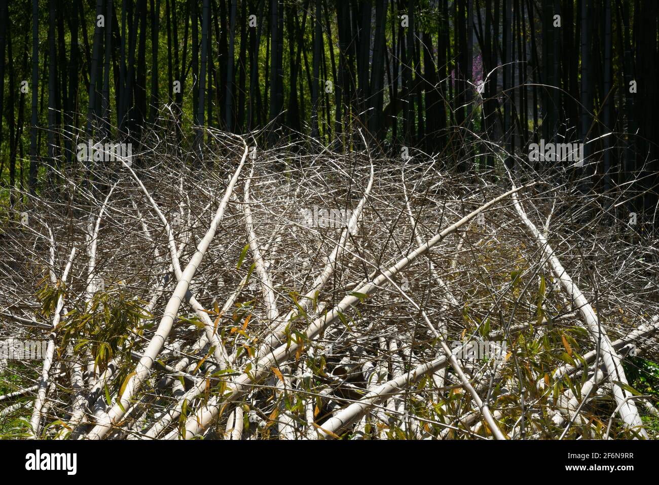 Bamboo forest deforestation for construction and intensive agricultural ...