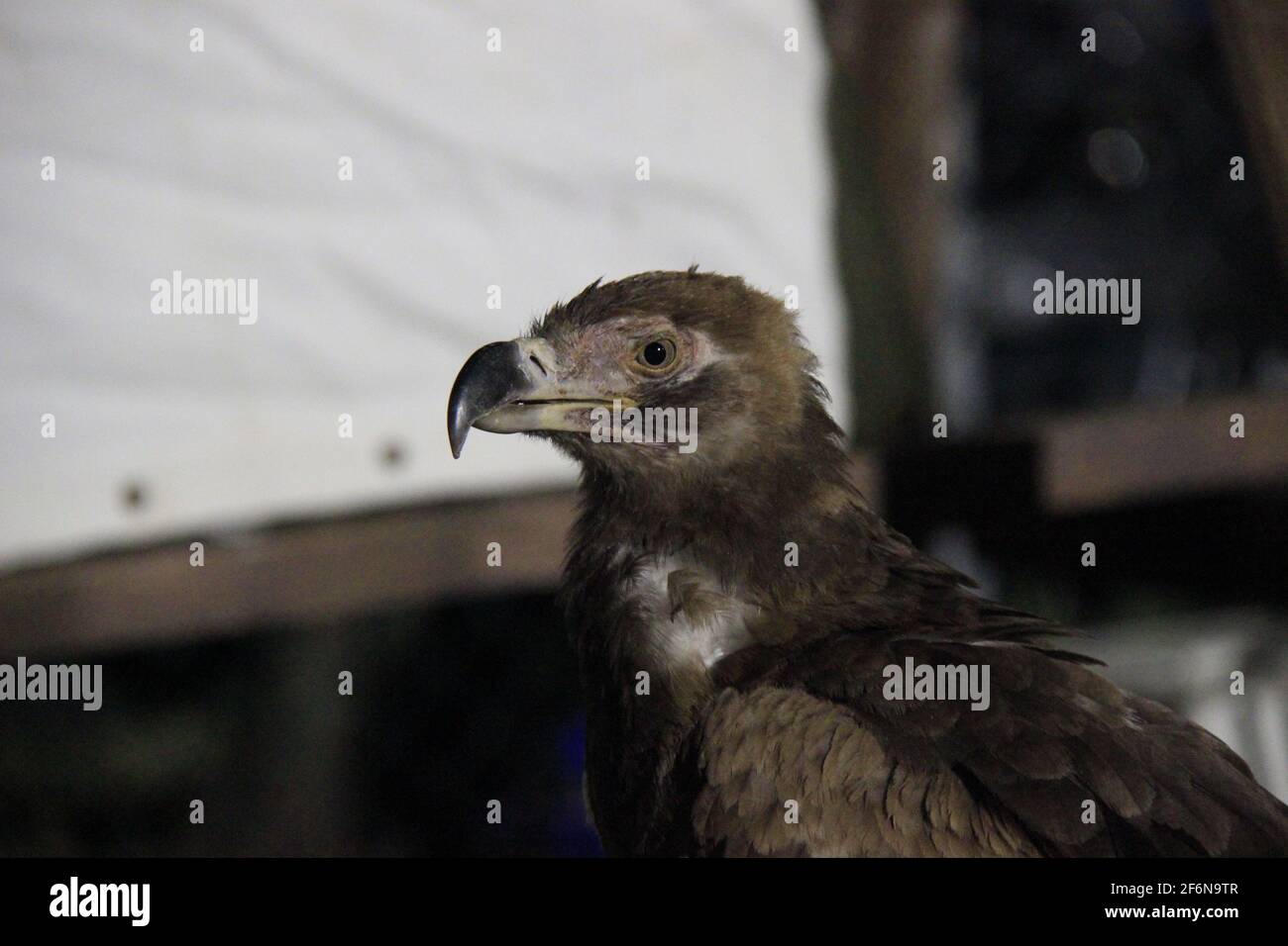 Predatore hi-res stock photography and images - Alamy