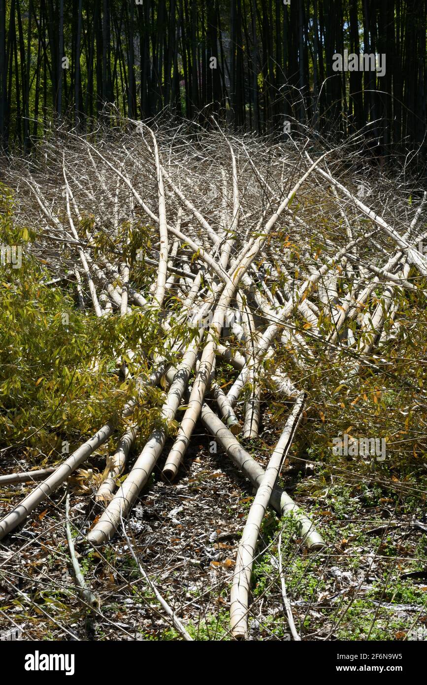 Bamboo forest deforestation for construction and intensive agricultural ...