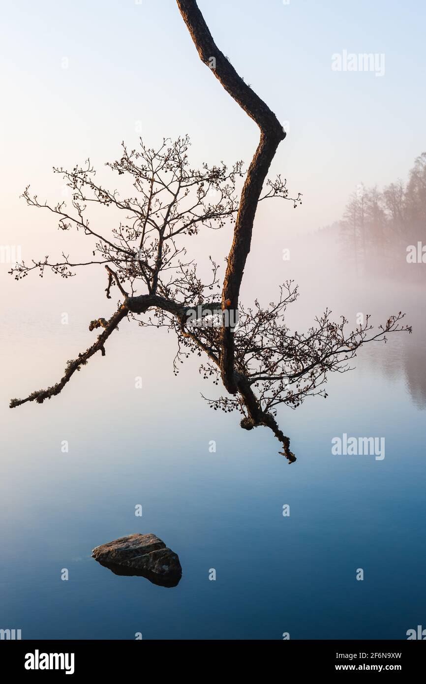 Tree branch hanging down at misty lake Stock Photo - Alamy