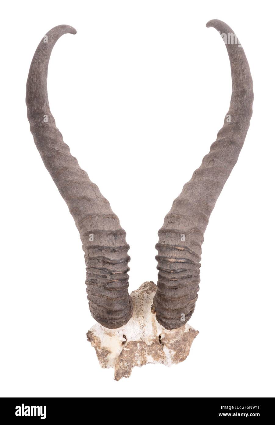 Springbok skull hi-res stock photography and images - Alamy