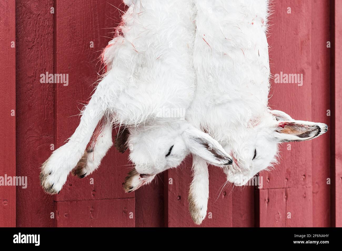 Shot rabbits hanging on a wall Stock Photo - Alamy