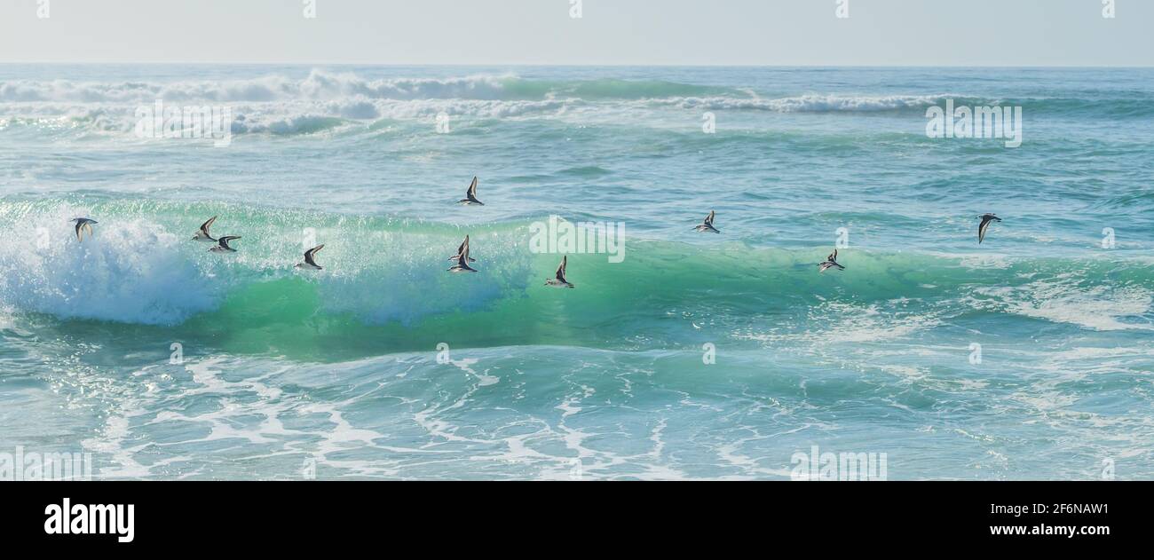 Birds flying over calm sea bird hi-res stock photography and images - Alamy
