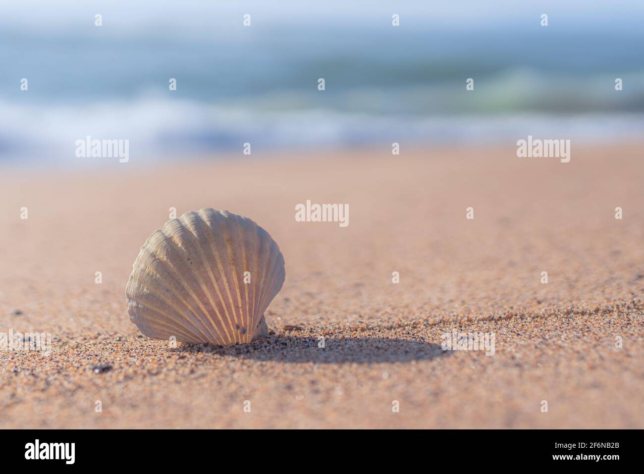 Seashell on the beach. Seascape background of empty sand beach ...