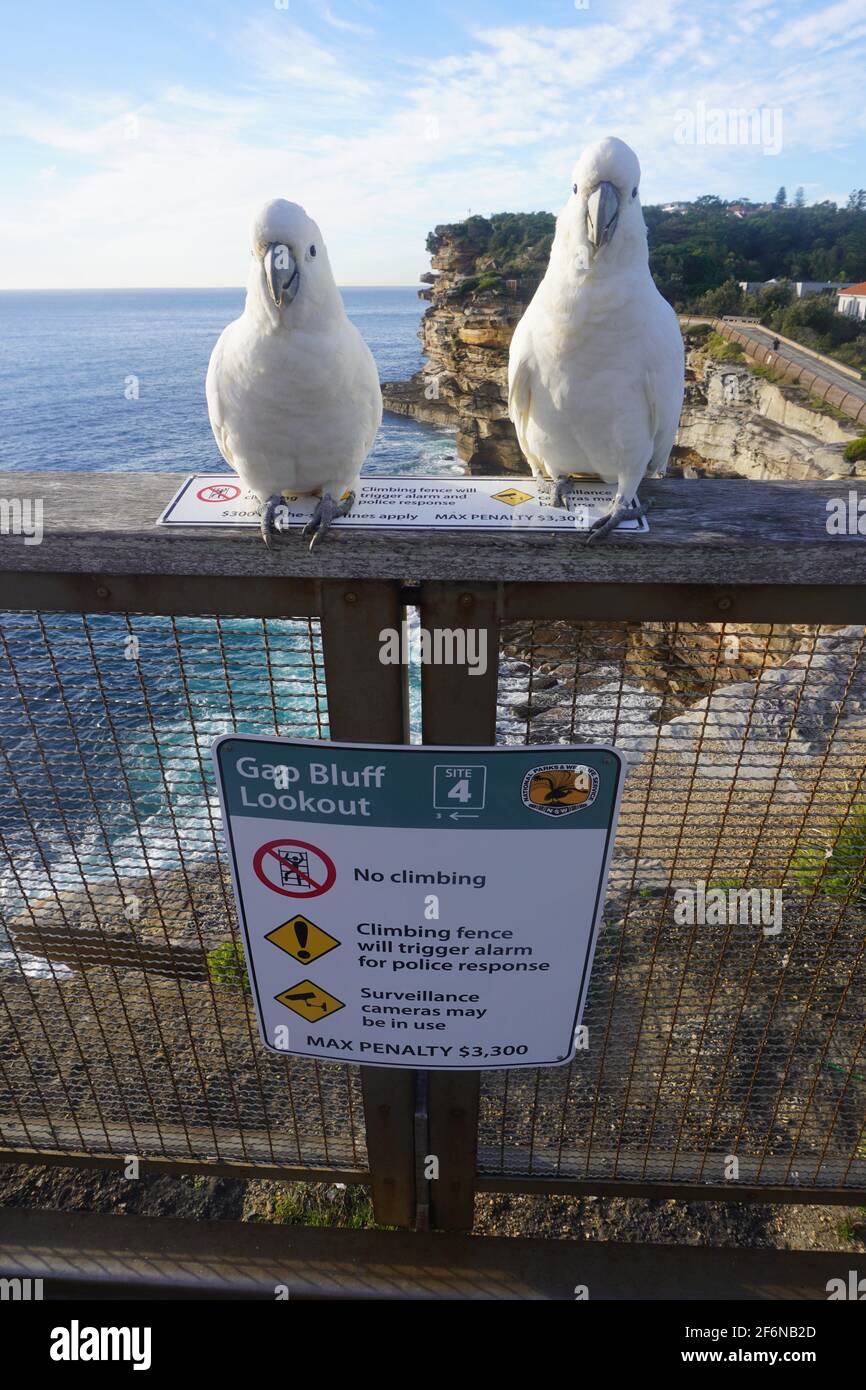 Two Cockatoos perched on a NO CLIMBING FENCE Sign at Gap Bluff Lookout ...