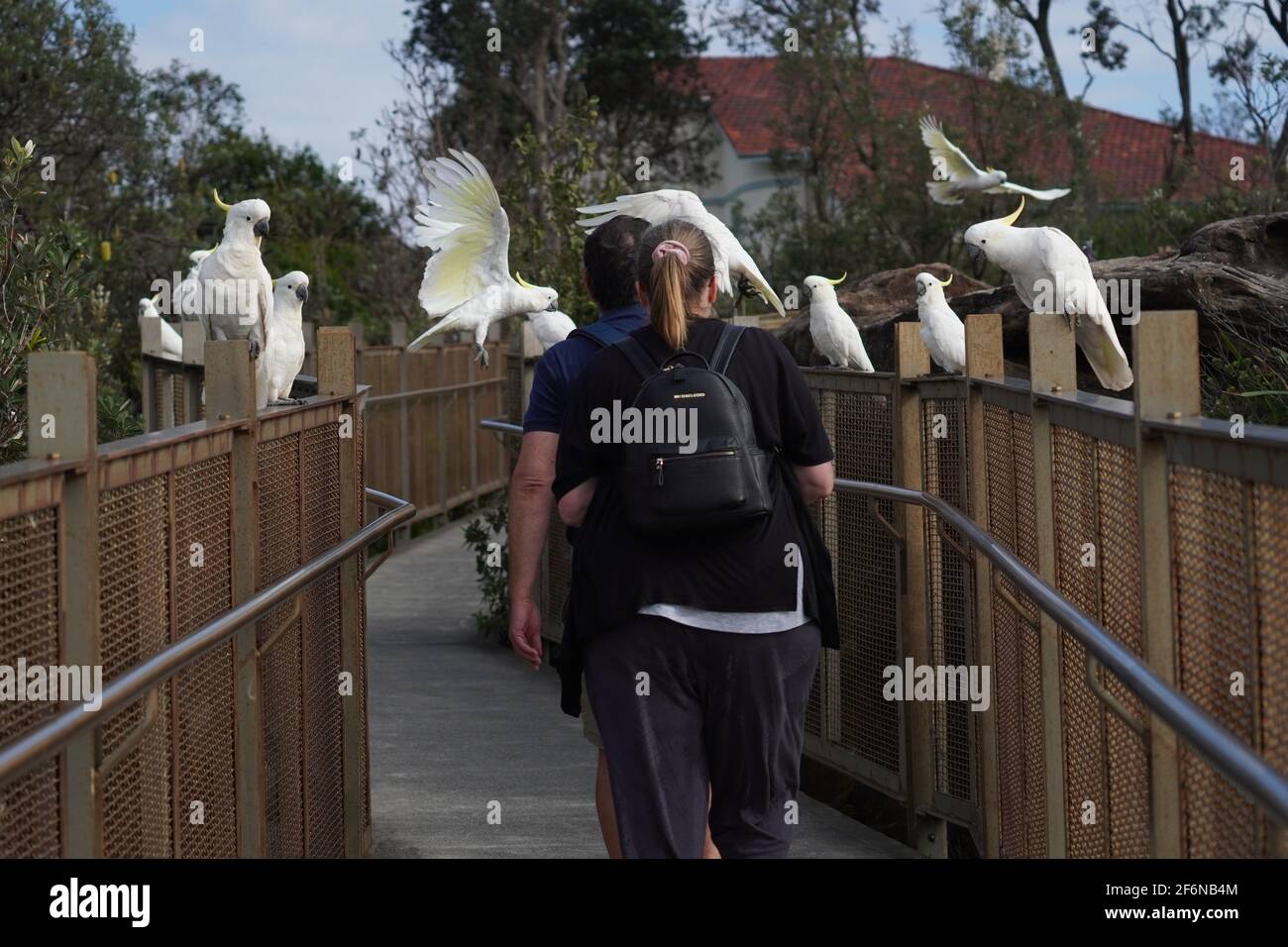 Cockatoos in the wild hi-res stock photography and images - Alamy