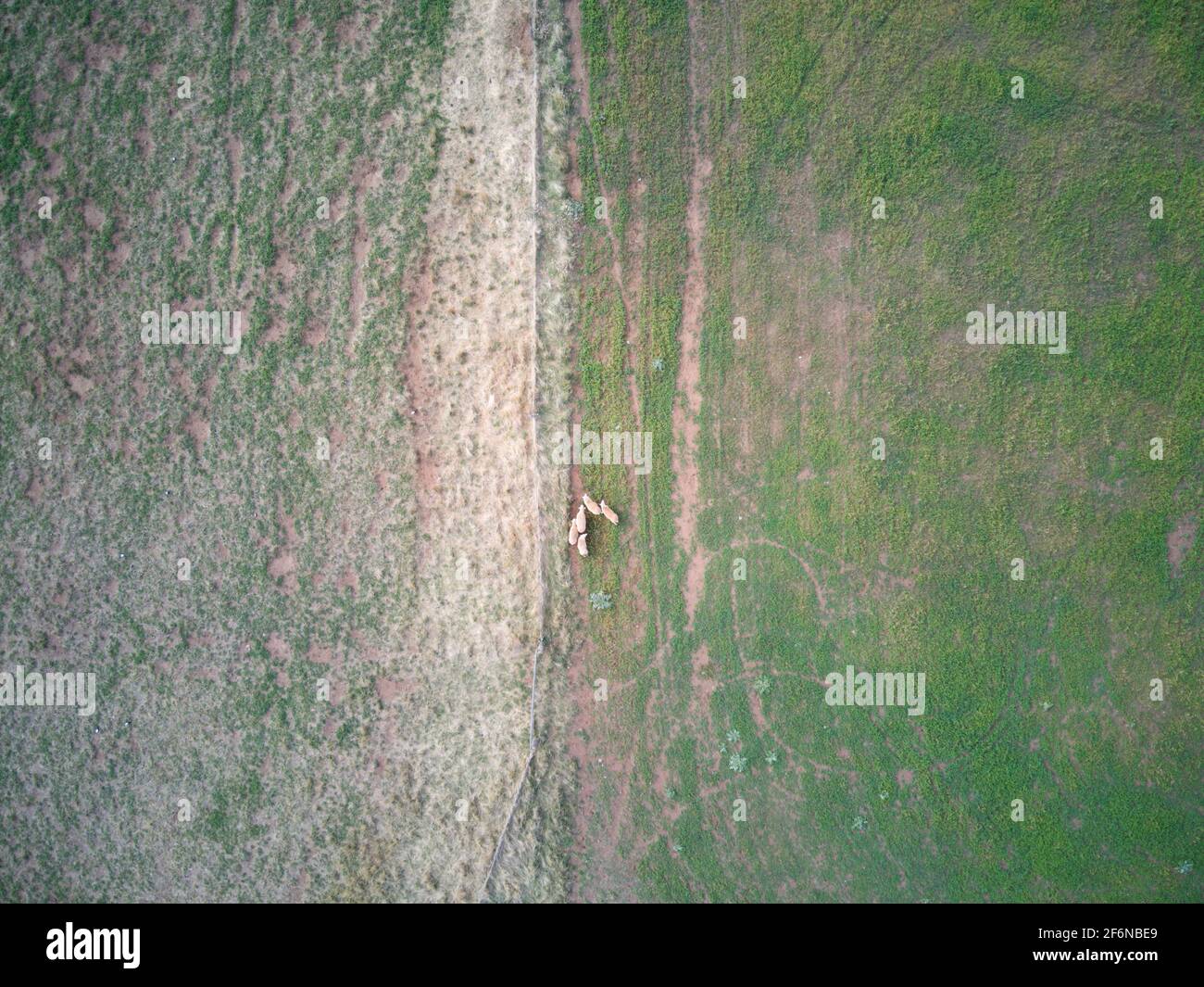 Aerial sheep farm showing sheep grazing in a green field landscape with ...
