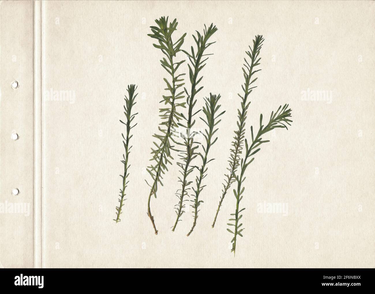 Paper grass texture hi-res stock photography and images - Alamy