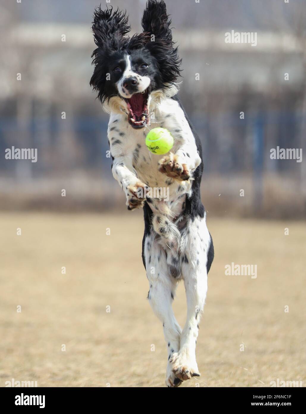 Shenyang, China. 01st Apr, 2021. The female police dog handler is ...