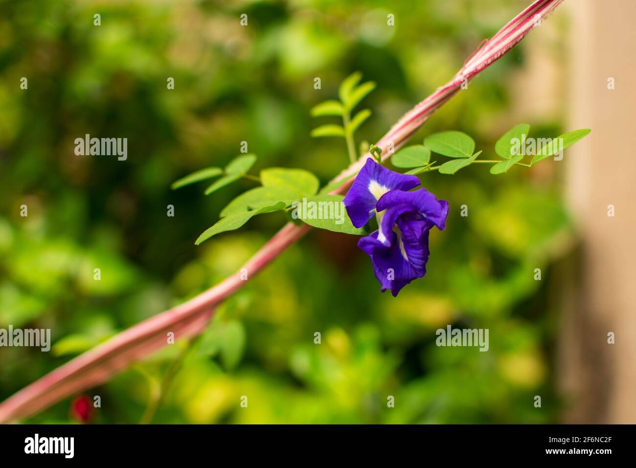 Darwin pea flowers clitoria ternatea hi-res stock photography and ...