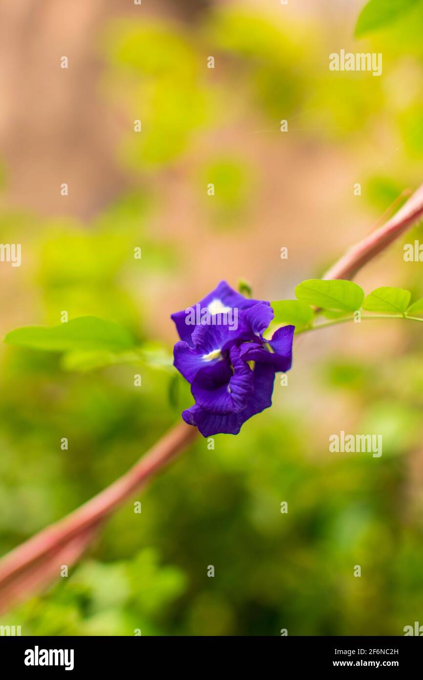 Darwin pea flowers clitoria ternatea hi-res stock photography and ...
