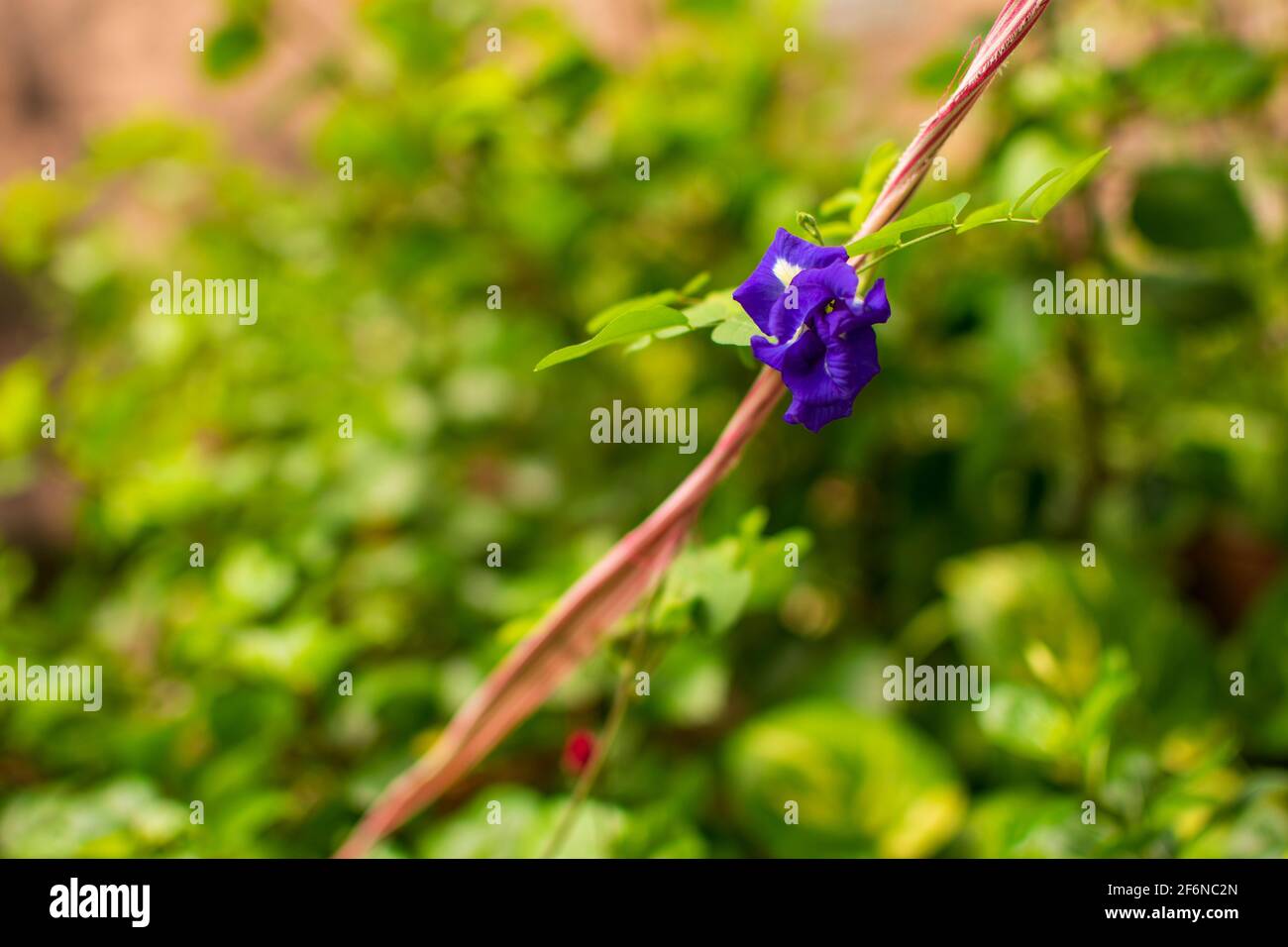 Darwin pea flowers clitoria ternatea hi-res stock photography and ...
