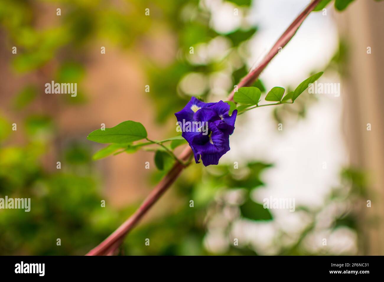 Darwin pea flowers clitoria ternatea hi-res stock photography and ...