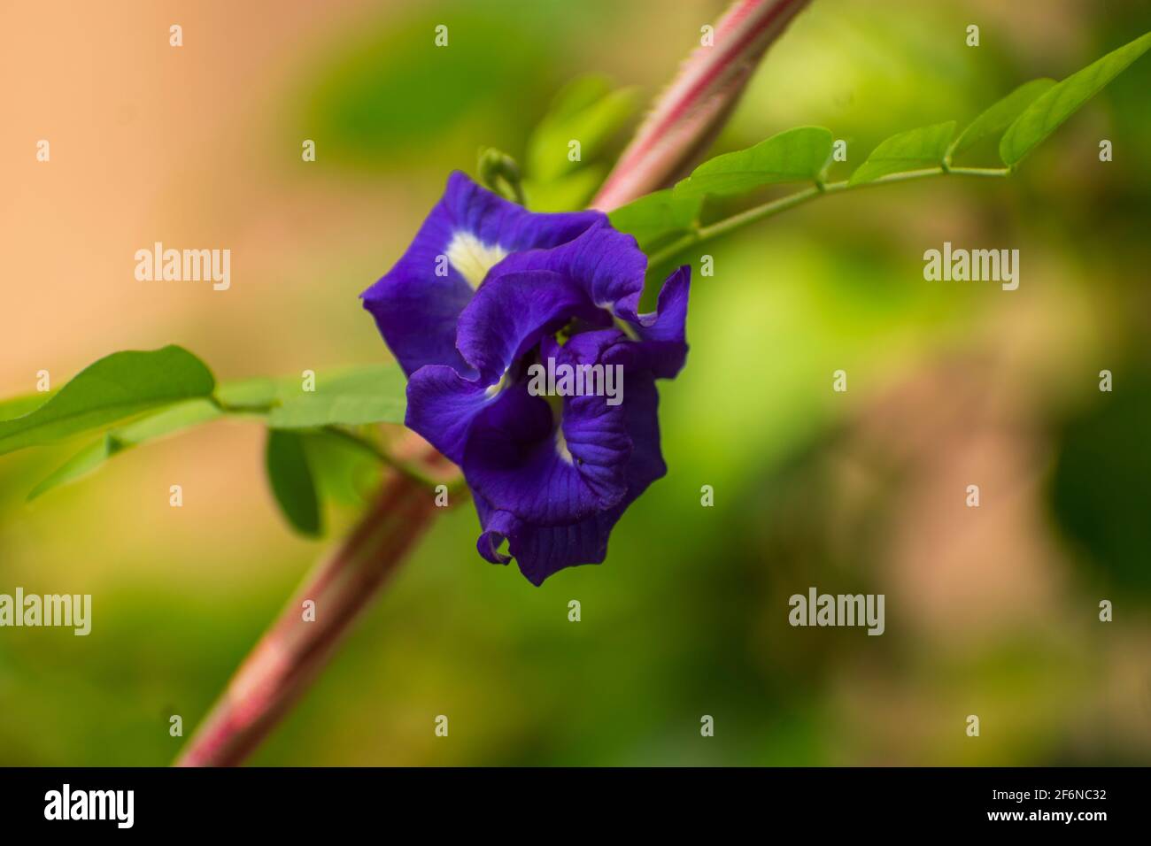 Darwin pea flowers clitoria ternatea hi-res stock photography and ...