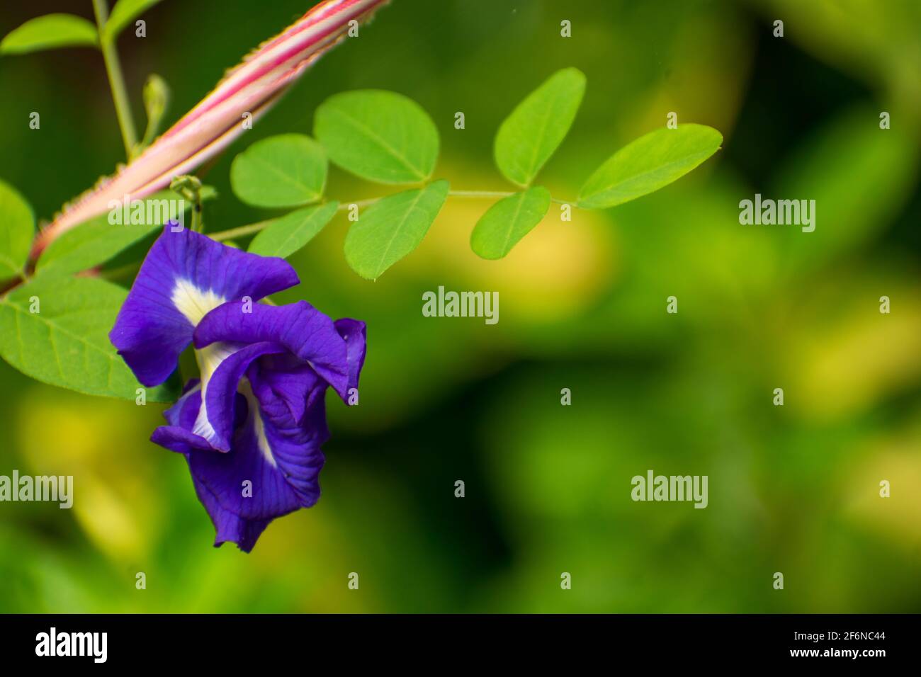 Darwin pea flowers clitoria ternatea hi-res stock photography and ...