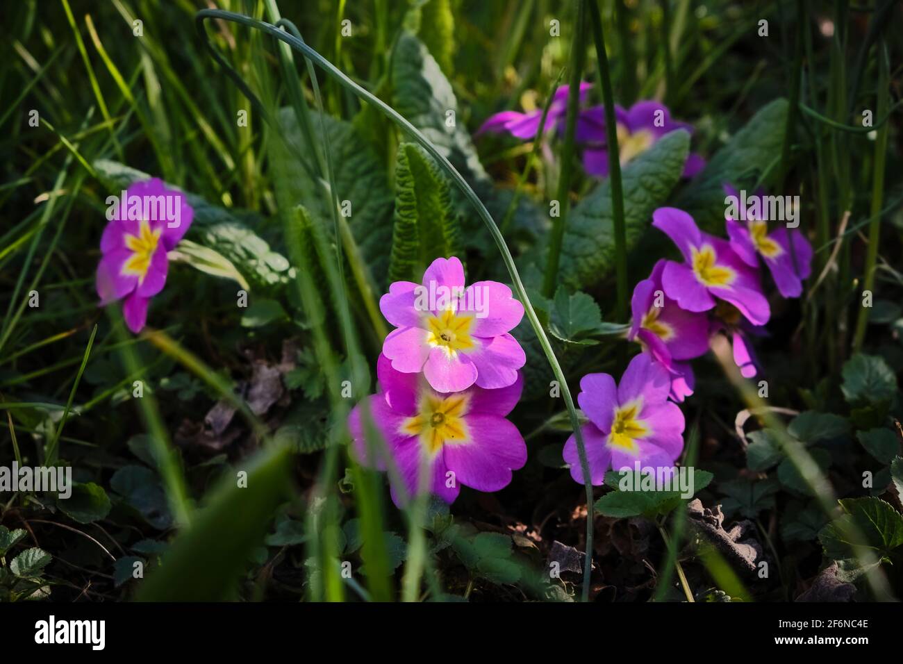 Primroses the garden flower hi-res stock photography and images - Alamy