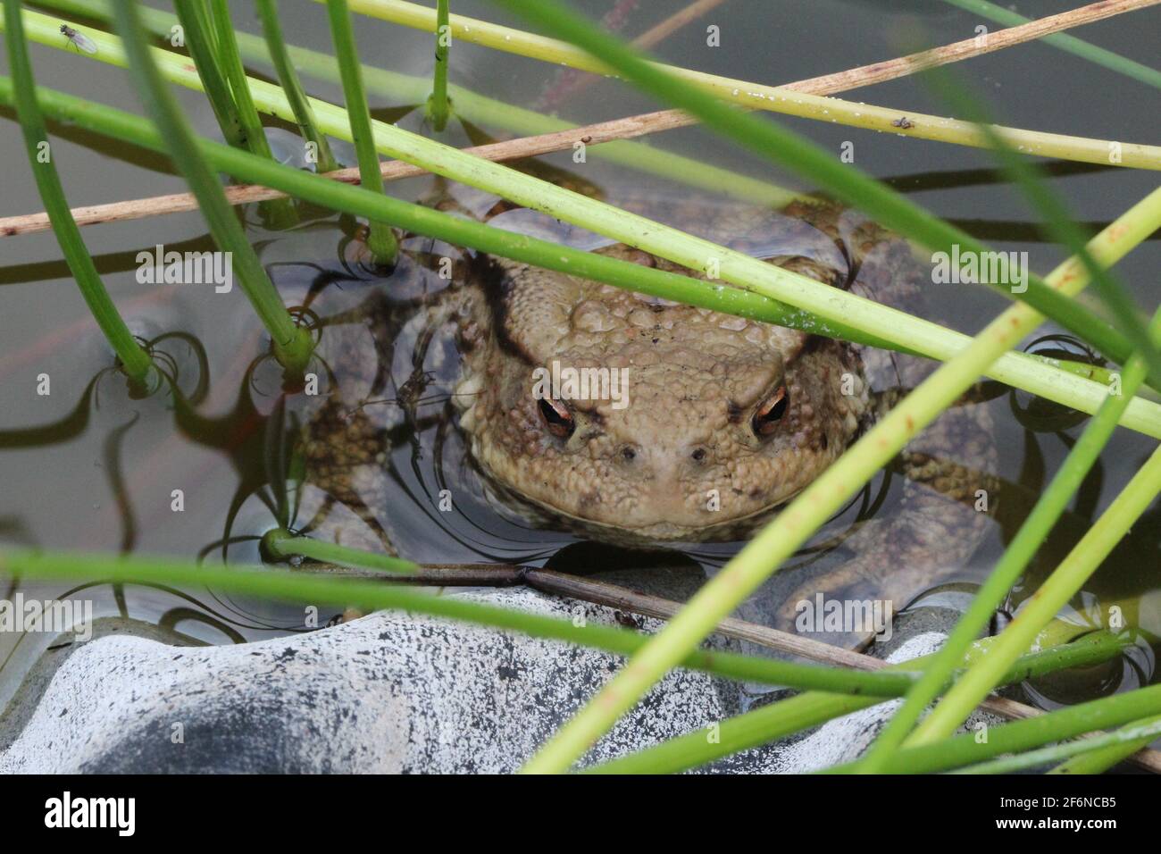 String of toad spawn hi-res stock photography and images - Alamy