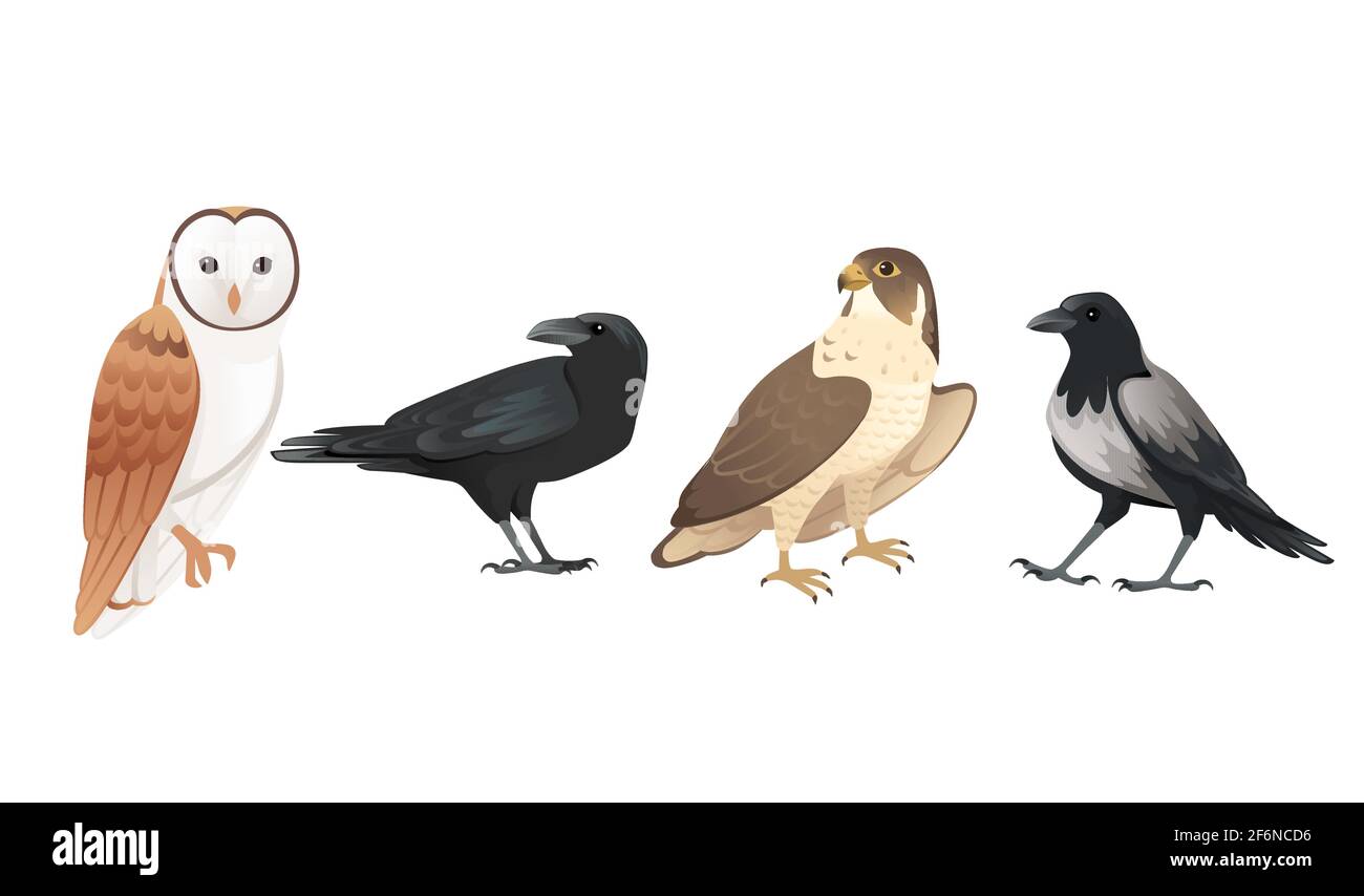 Crow with white plumage Stock Vector Images - Alamy