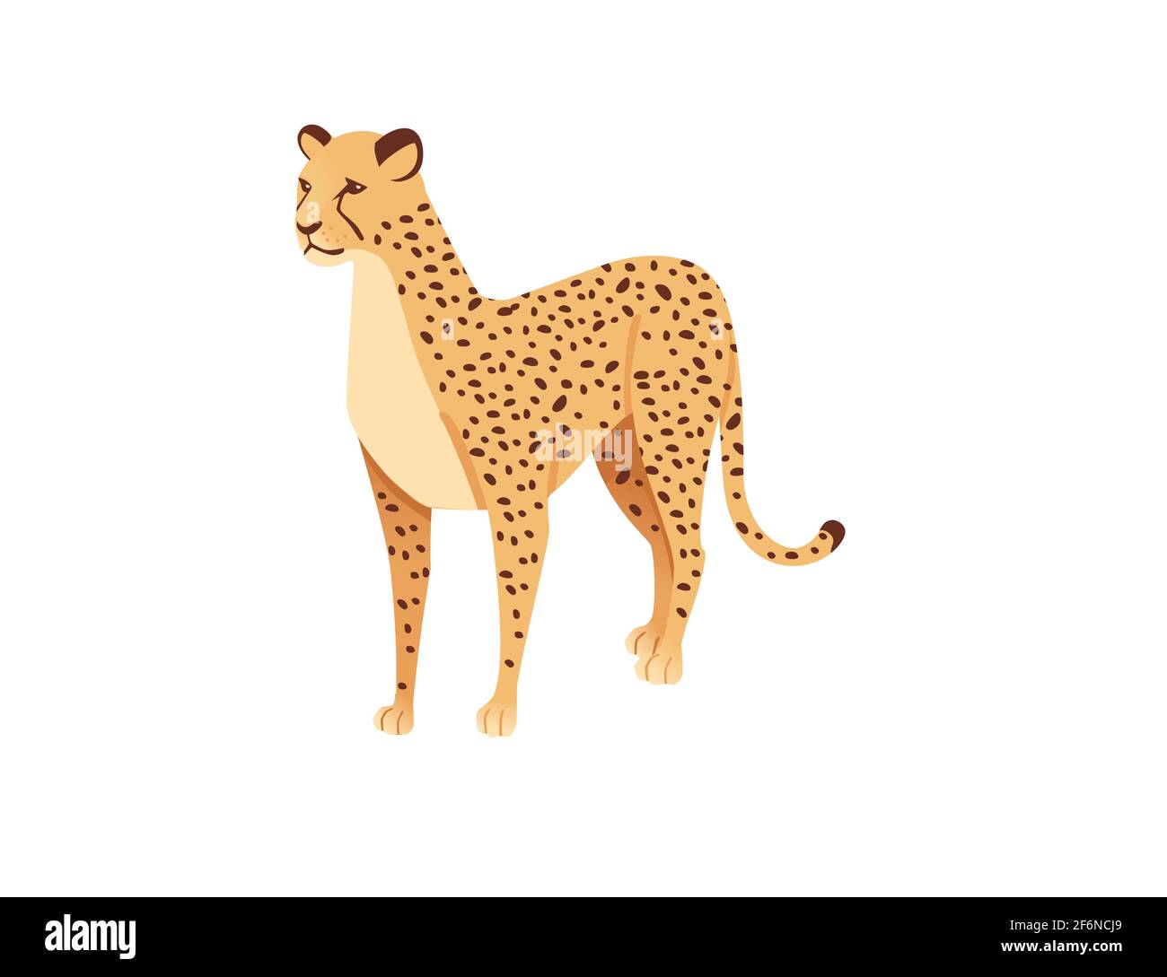 Cheetah big wild cat african savannah predator animal cartoon design ...