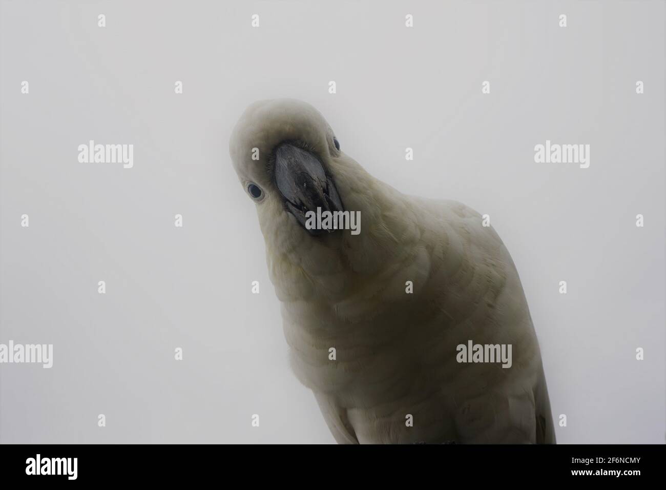 Close up black cockatoo head hi-res stock photography and images - Alamy