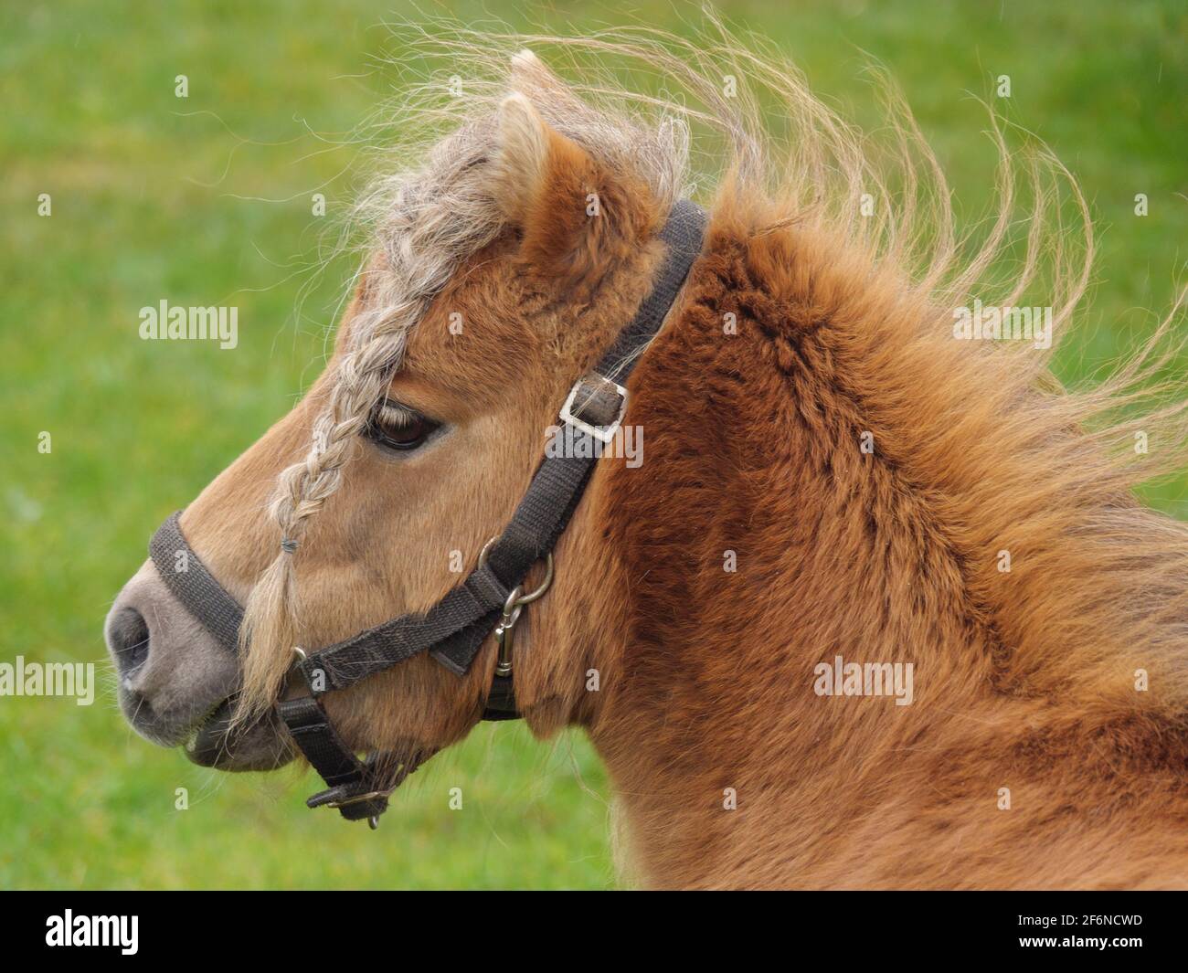 Horses in germany Stock Photo - Alamy