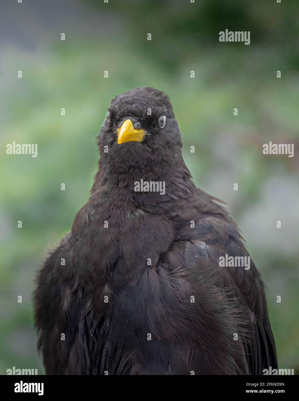 Black birds in the alps hi-res stock photography and images - Alamy