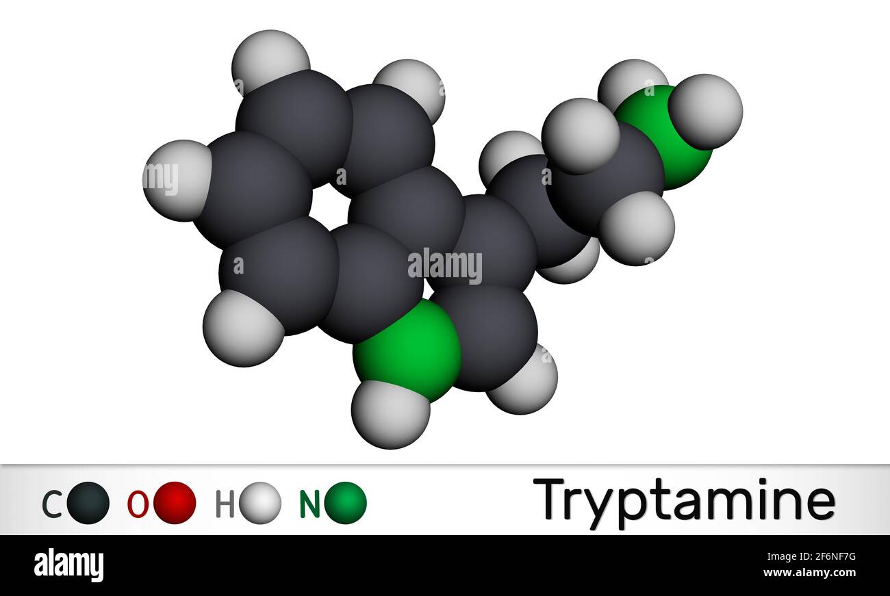 Tryptamine molecule. It is aminoalkylindole. Molecular model. 3D ...